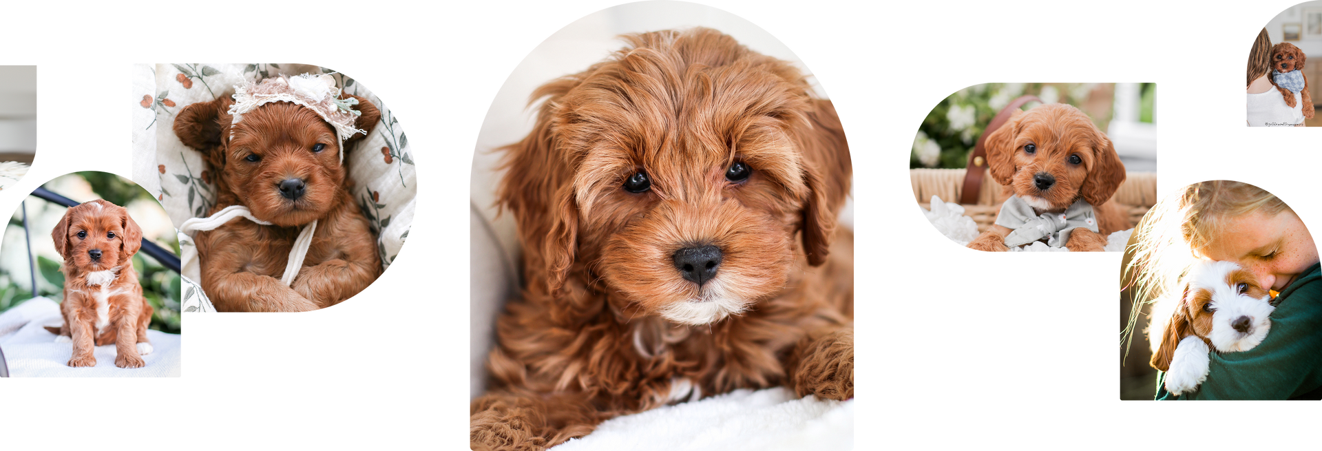 Cavapoo Puppies for Sale | Golden Valley Iowa