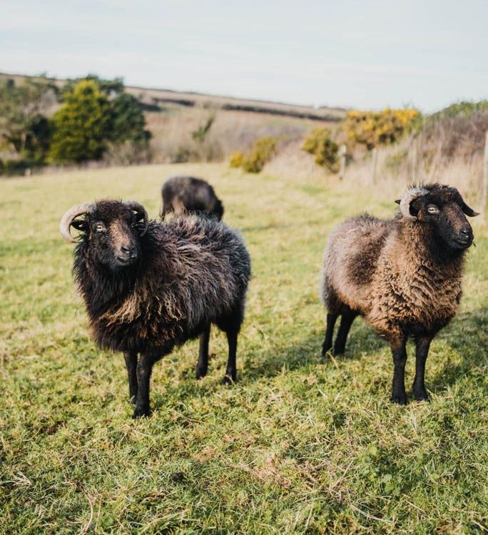 The Sheep Shack | Log Cabin Holiday In Devon | Meadow Barn Farm