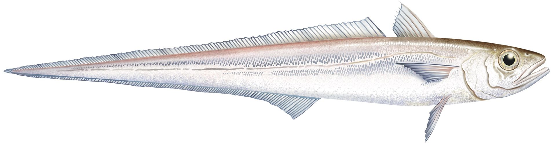 Seafood Processing, Preparation and Plate Shots