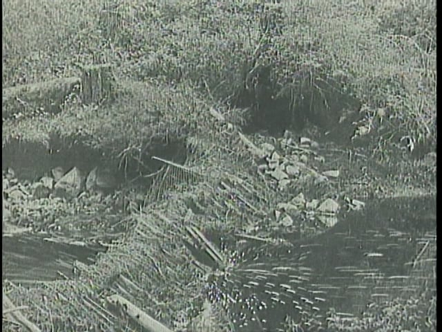 The Days of Salmon Traps and Fish Pirates