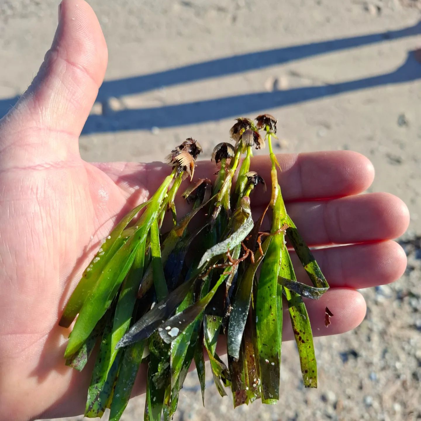 Seagrass Restoration | Shark Bay