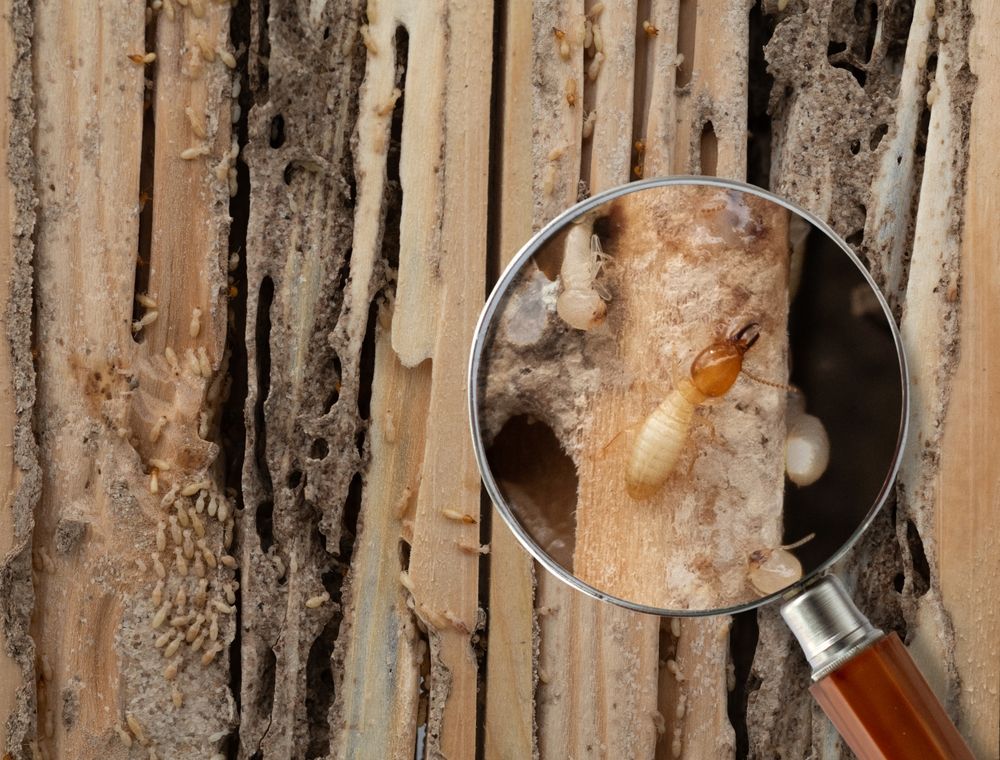Termite Control | Nick's Pest | Madisonville, KY