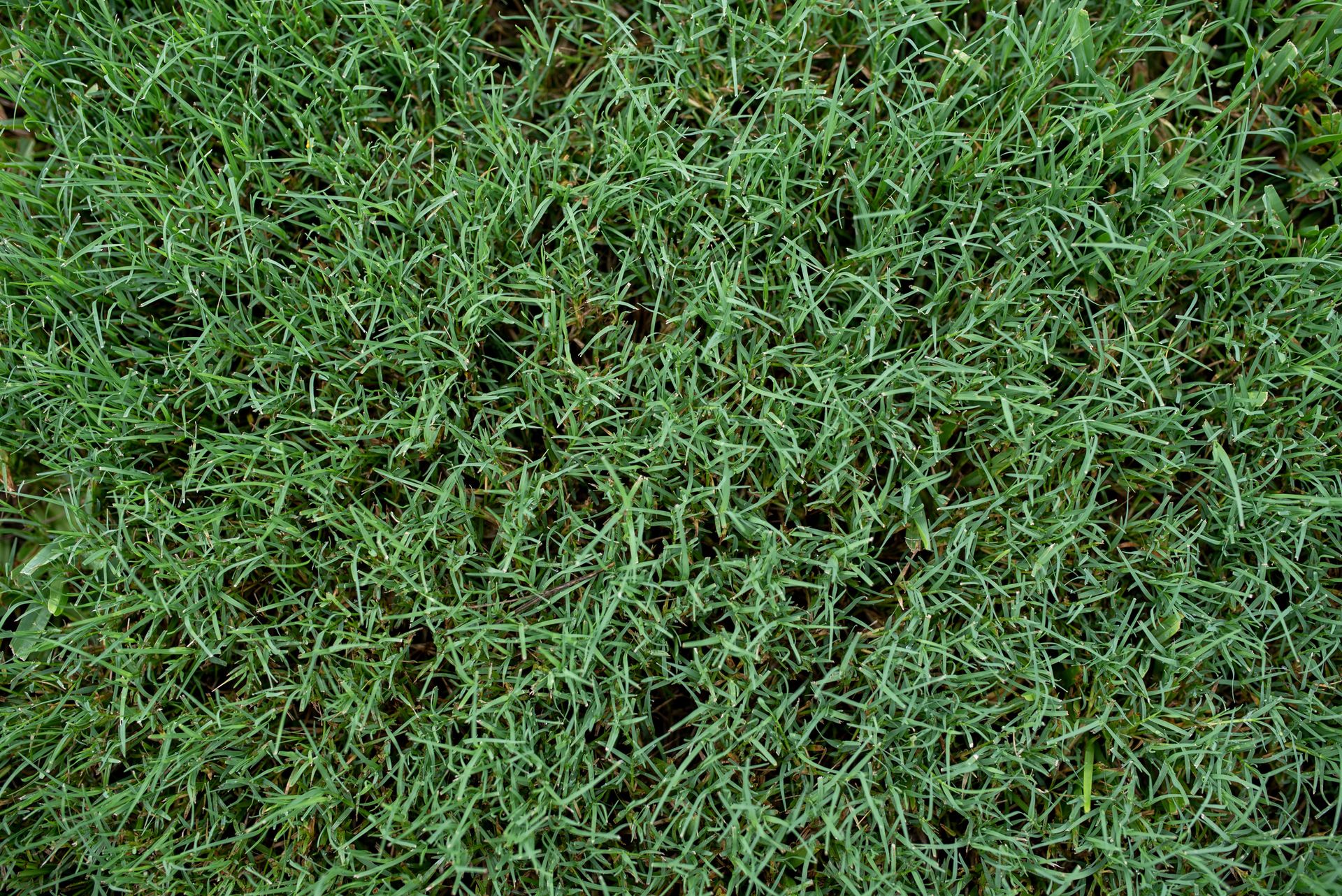 Sod Supplier - Fort Worth, TX - A-Affordable Grass