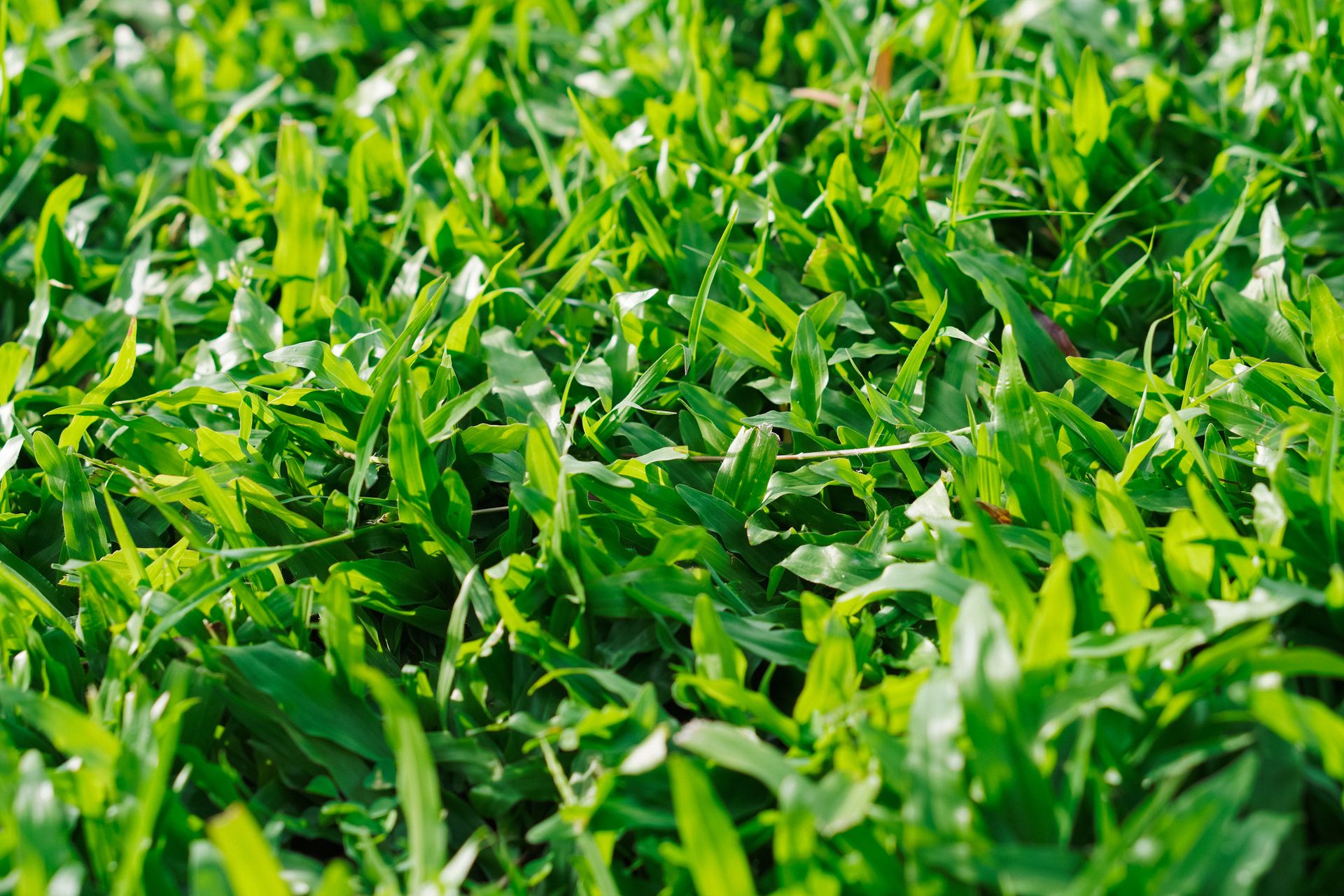Sod Supplier - Fort Worth, TX - A-Affordable Grass