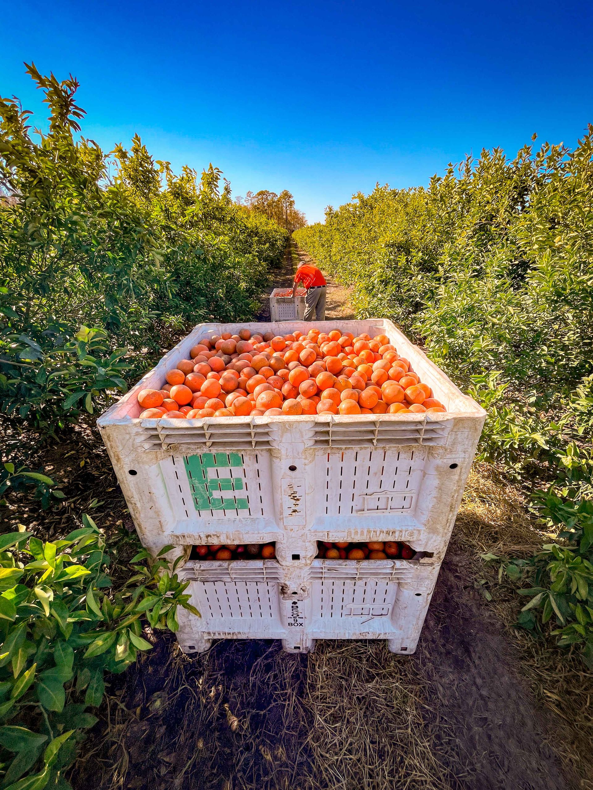 Noble Juicy Crunch Tangerine | Florida