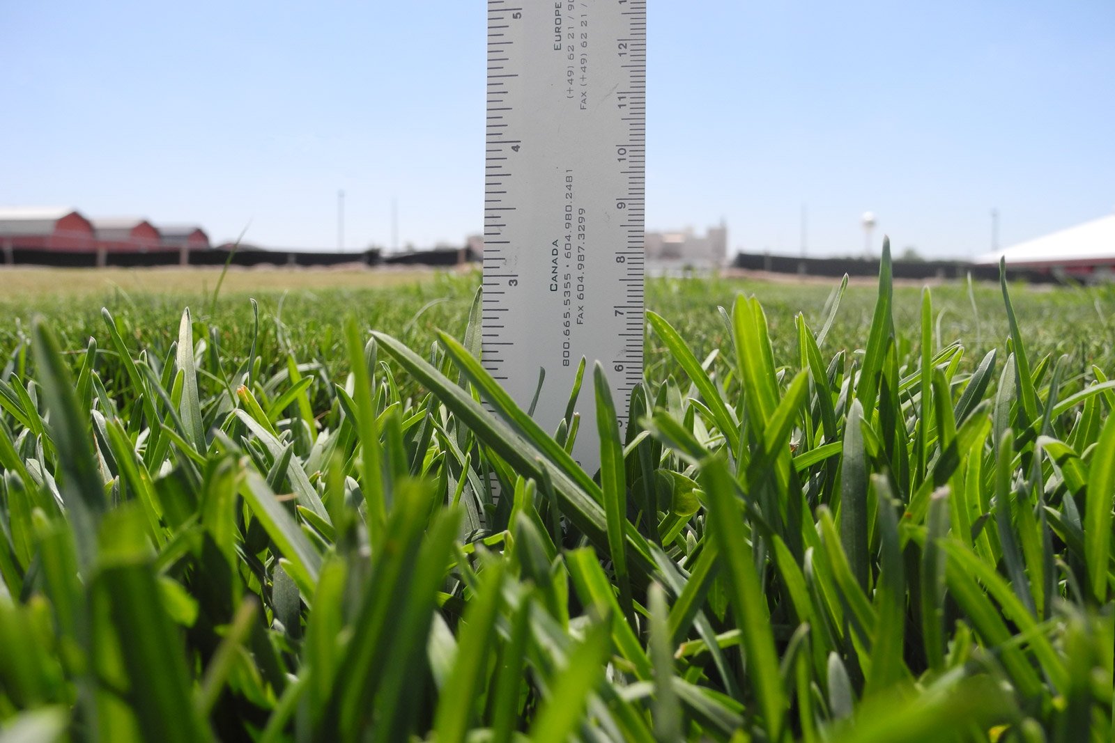 Scotts ProVista sod | Tater Farms Fl