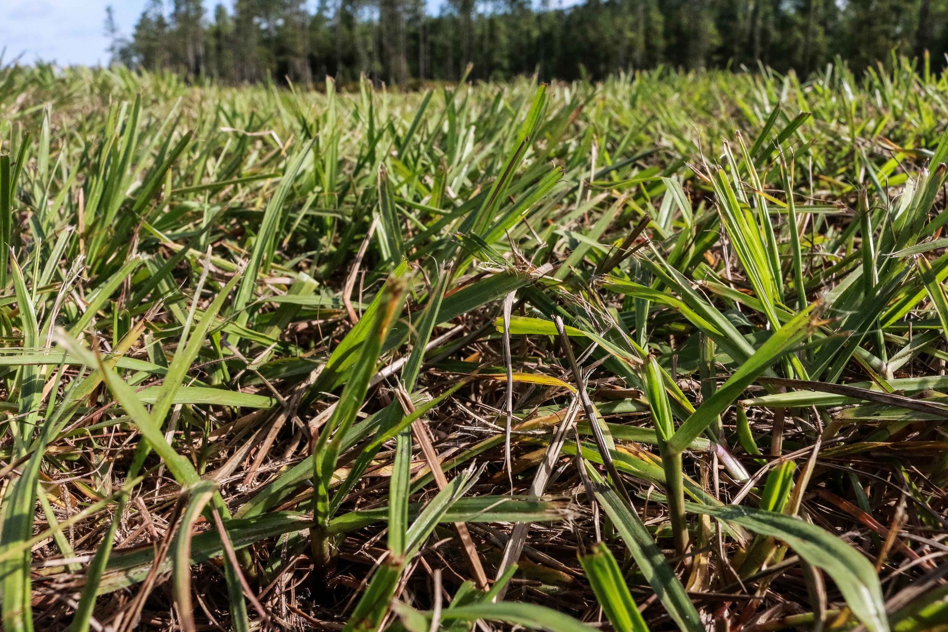 Bahia Grass | Tater Farms