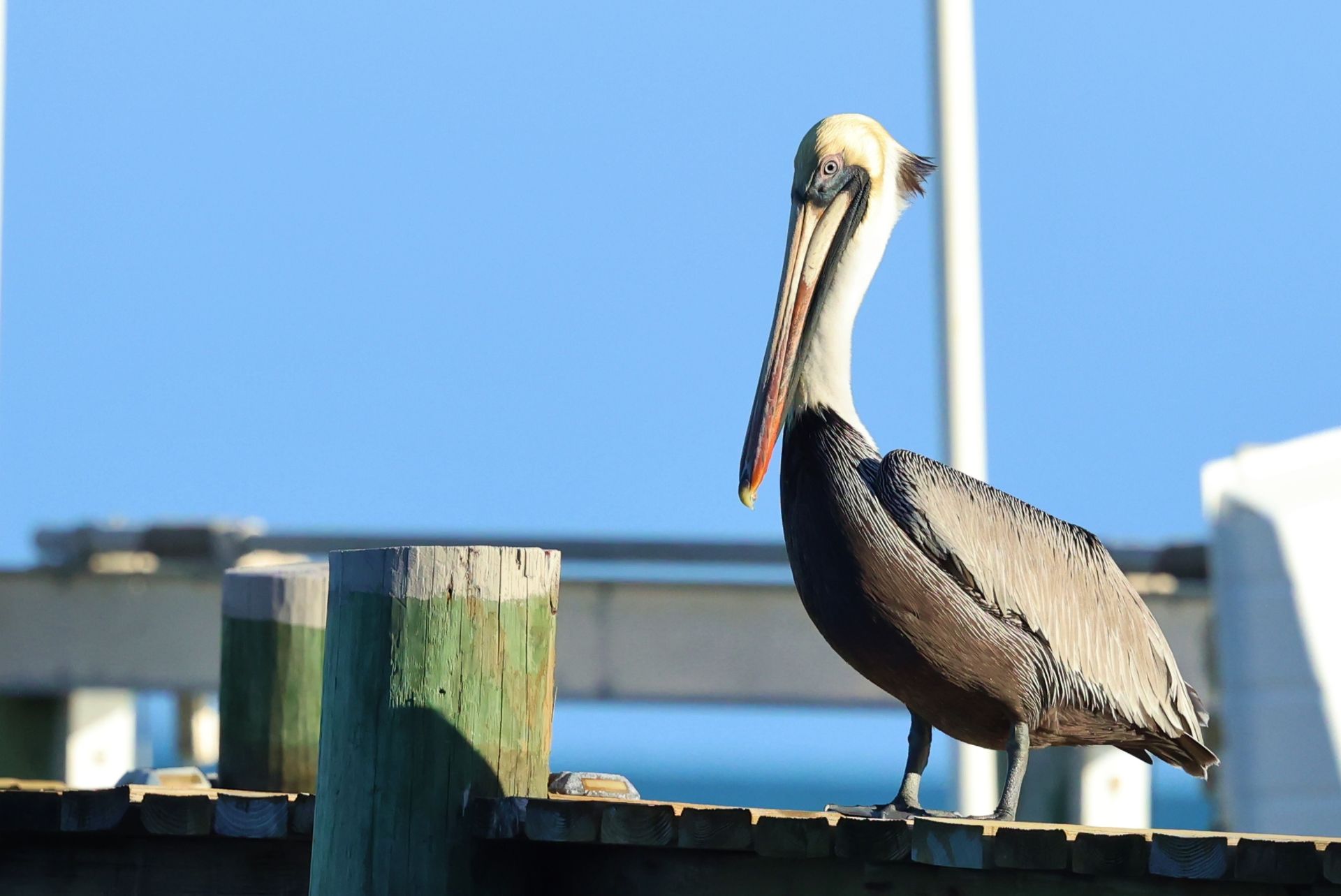 Luxury Beachfront Retreat | Azure Del Mar | Placencia, Belize