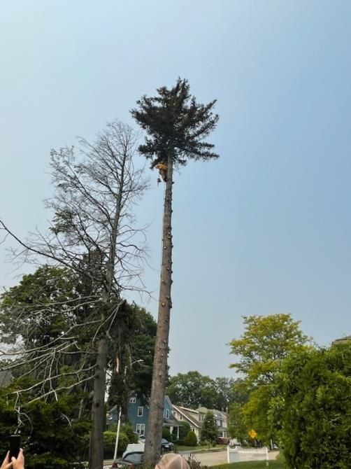 Gallery | JP Tree Services | Dudley, MA