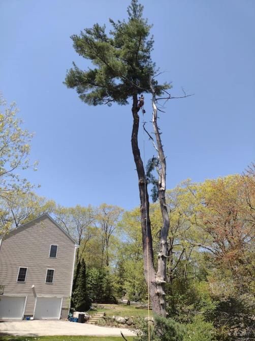 Gallery | JP Tree Services | Dudley, MA