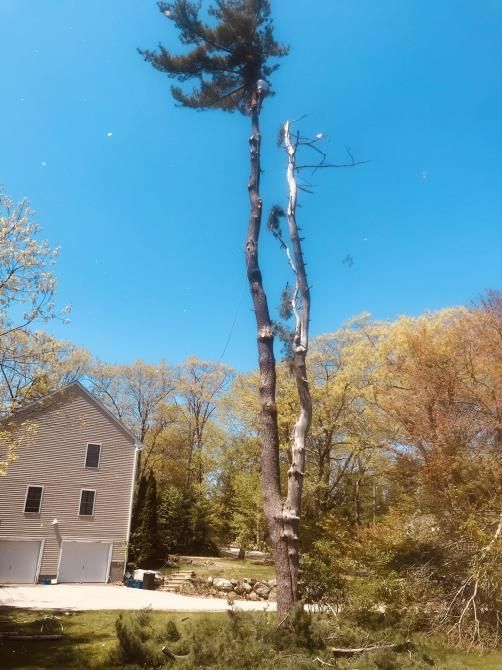 Gallery | JP Tree Services | Dudley, MA