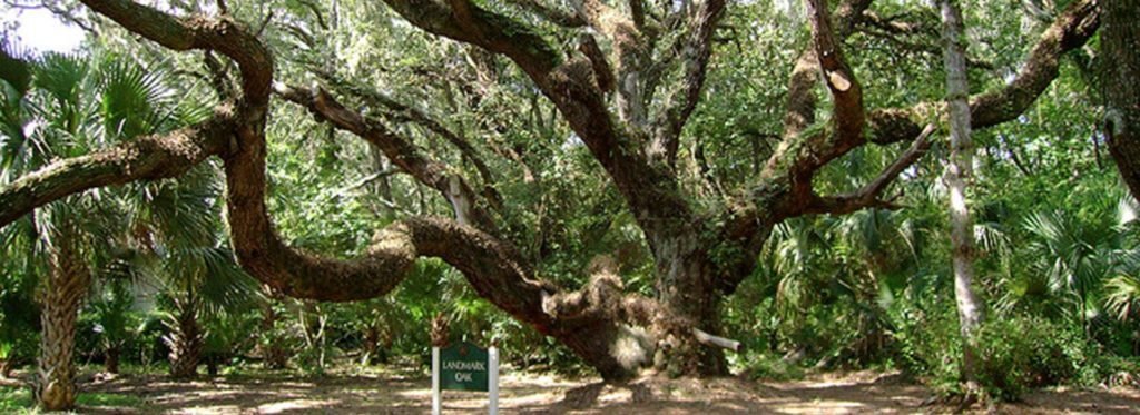 Attorneys | Jacobs Scholz & Associates, LLC | Amelia Island, FL