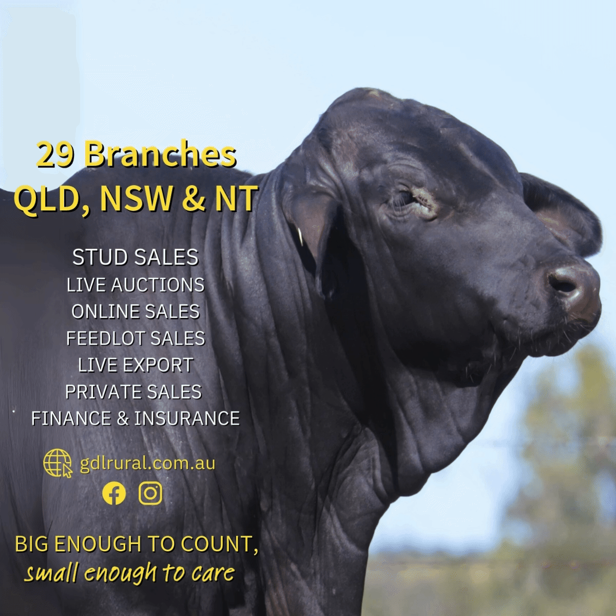 Red and black brangus cattle - Brangus.com.au