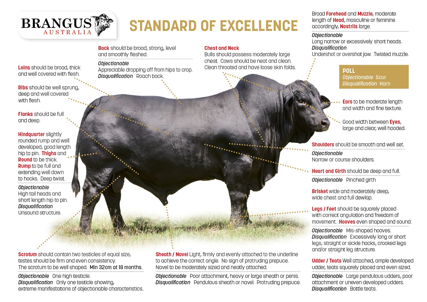 Standard of Excellence - Brangus.com.au