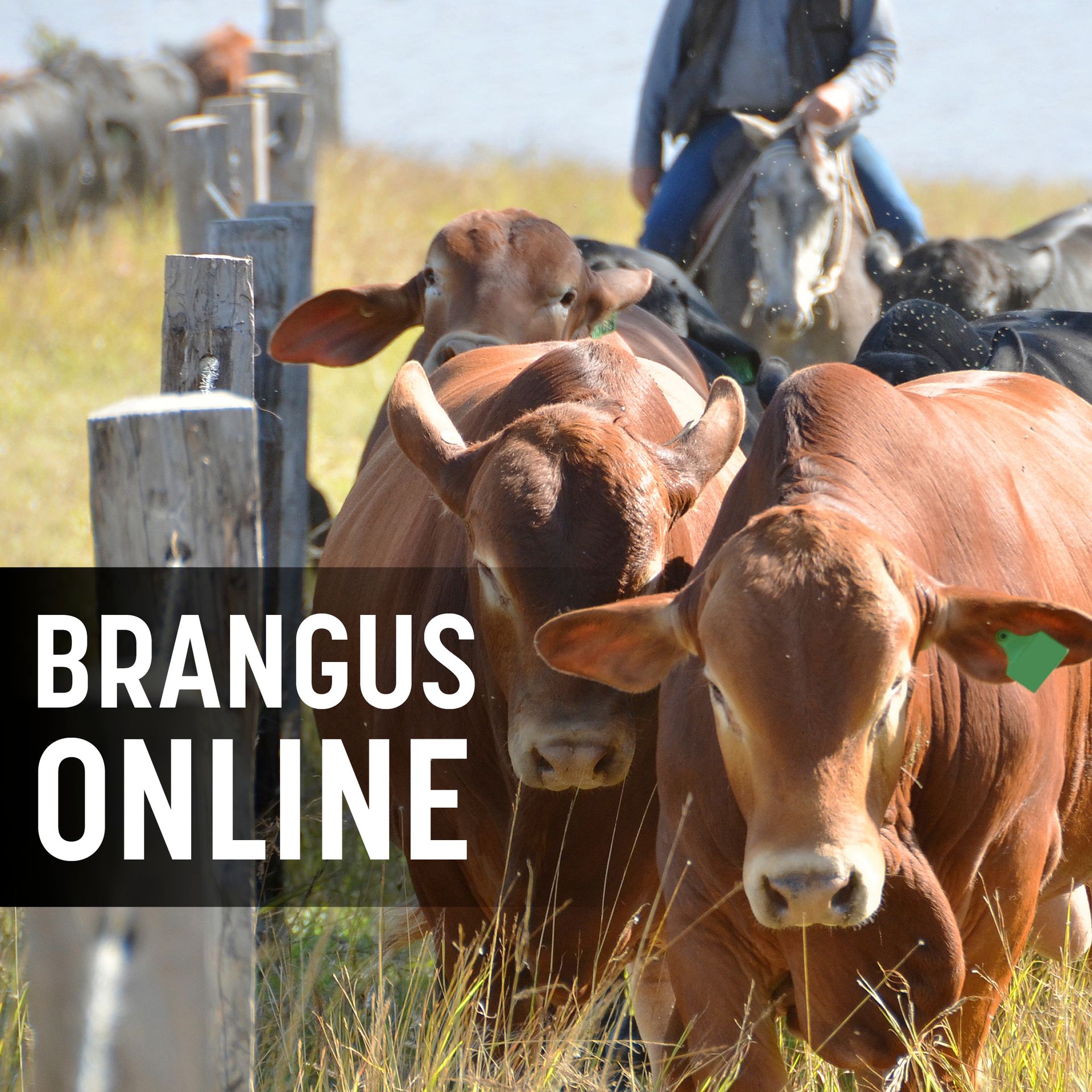Brangus Australia