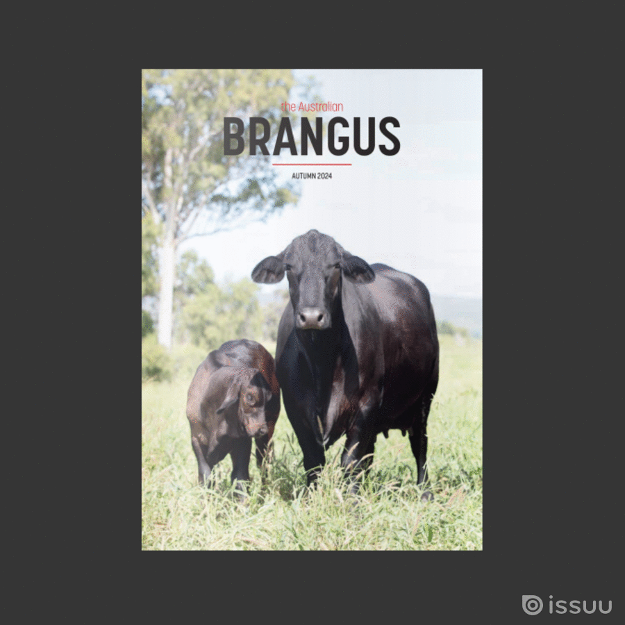 Brangus Australia