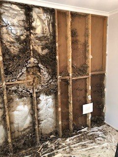 Termite Pest Control Systems | TC's Pest Termite Management