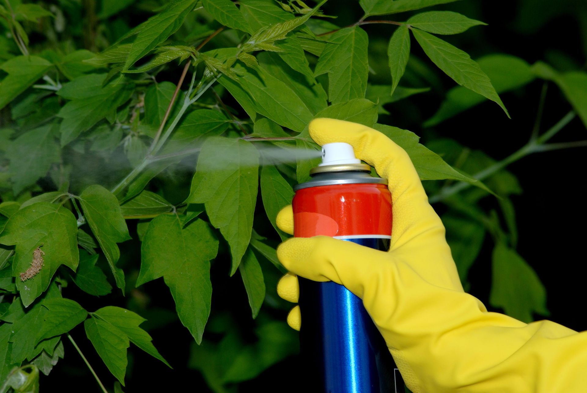 Tree Poisoning Newcastle | John's Tree Lopping