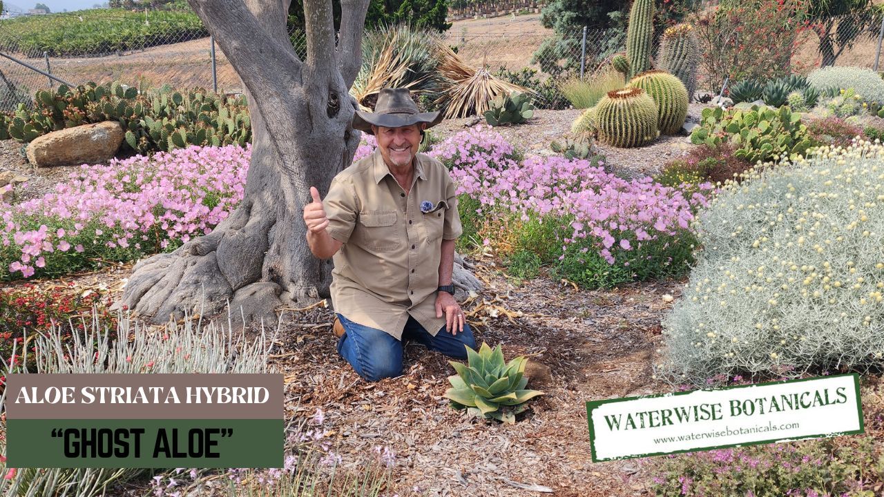 Aloe striata hybrid- STOP THE FLOP!