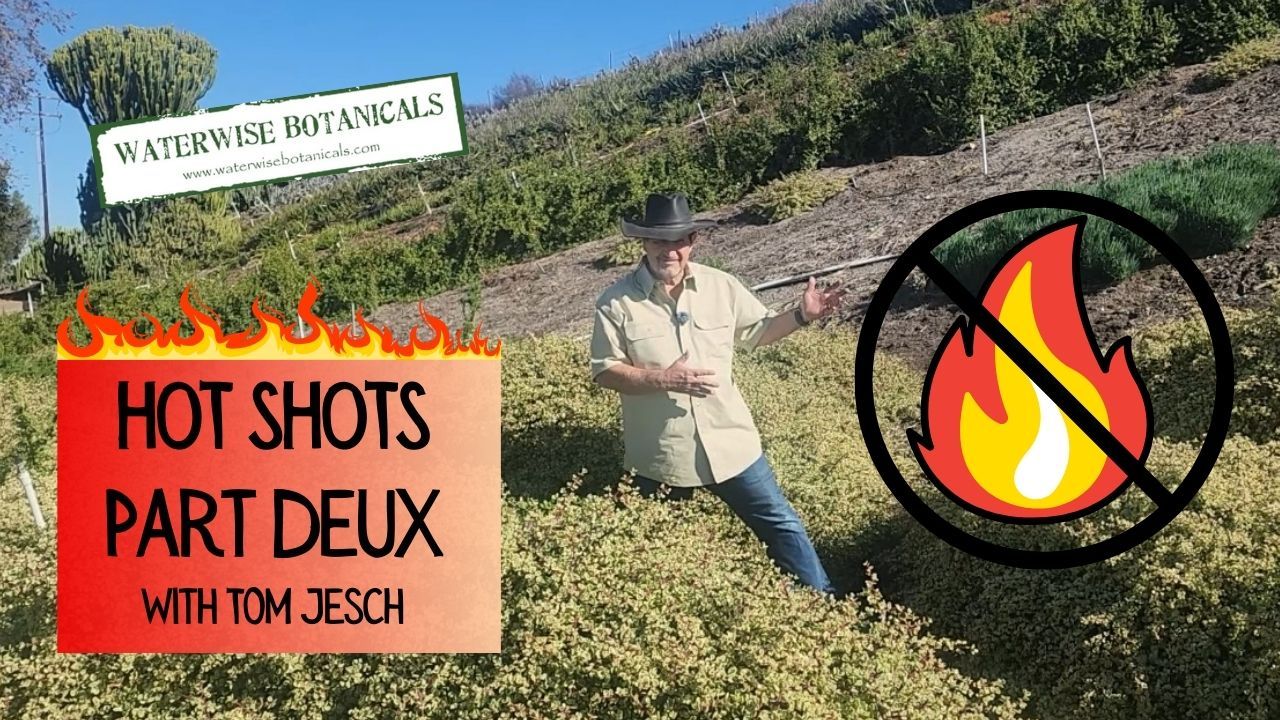 Hot Shots Part Deux (two)