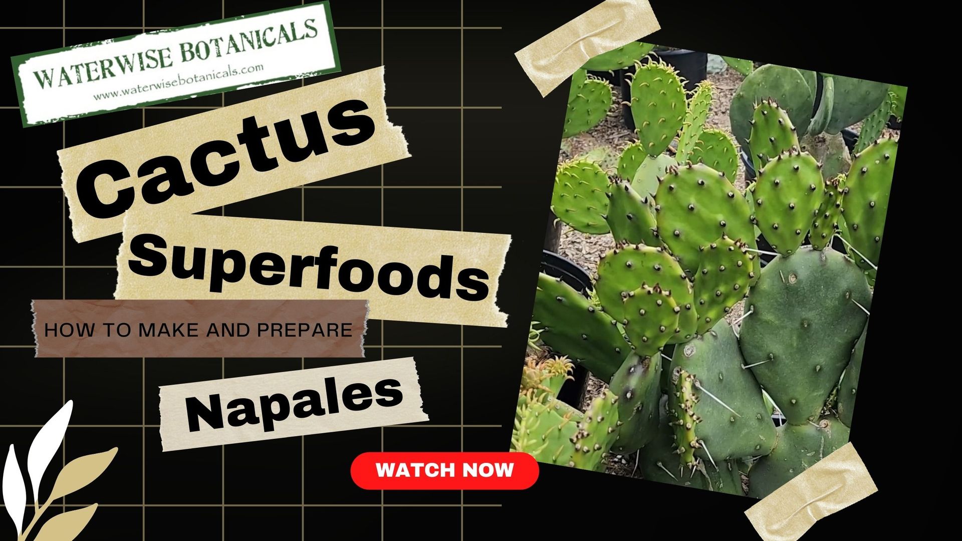 Cactus Superfoods