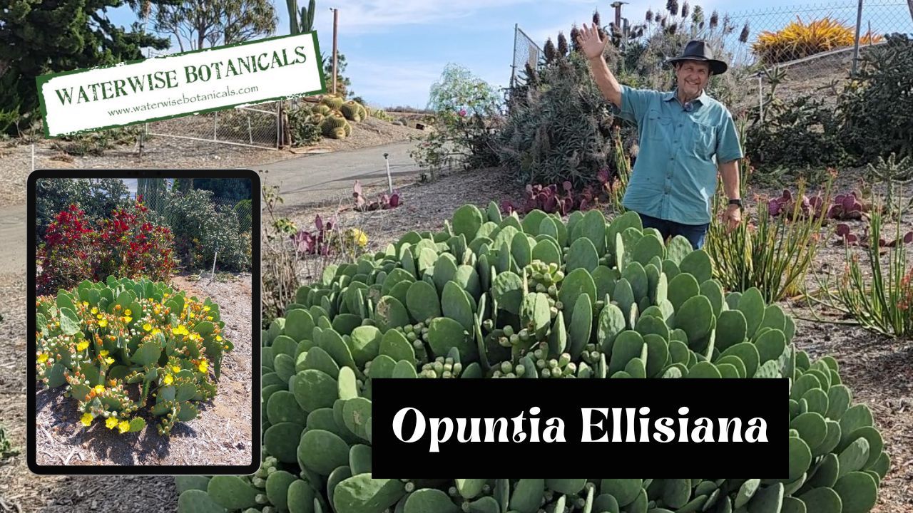 Opuntia Ellisiana – Thornless Prickly Pear Cactus at Waterwise Botanicals