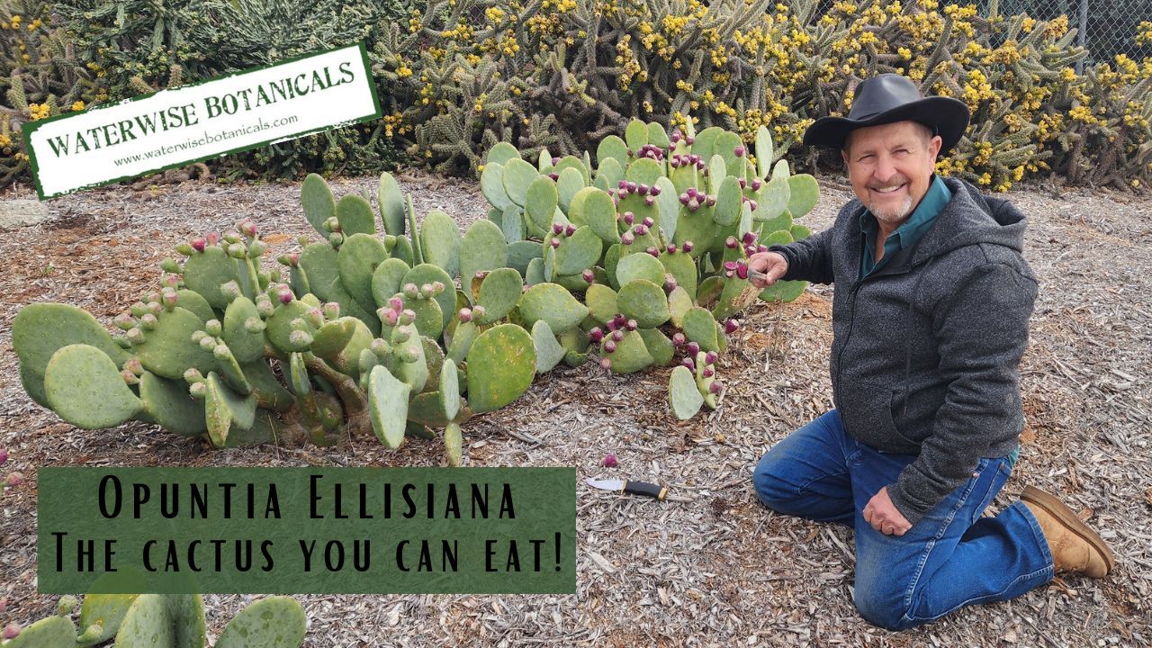 Opuntia Ellisiana- the cactus you can EAT! YUM!