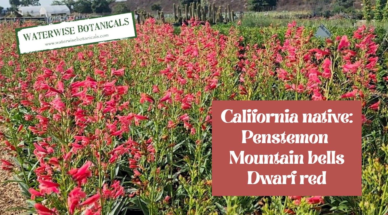 Penstemon Mountain bells at Waterwise Botanicals!