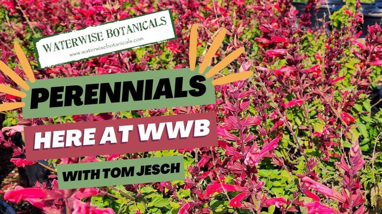 Perennials at Waterwise Botanicals with Tom Jesch
