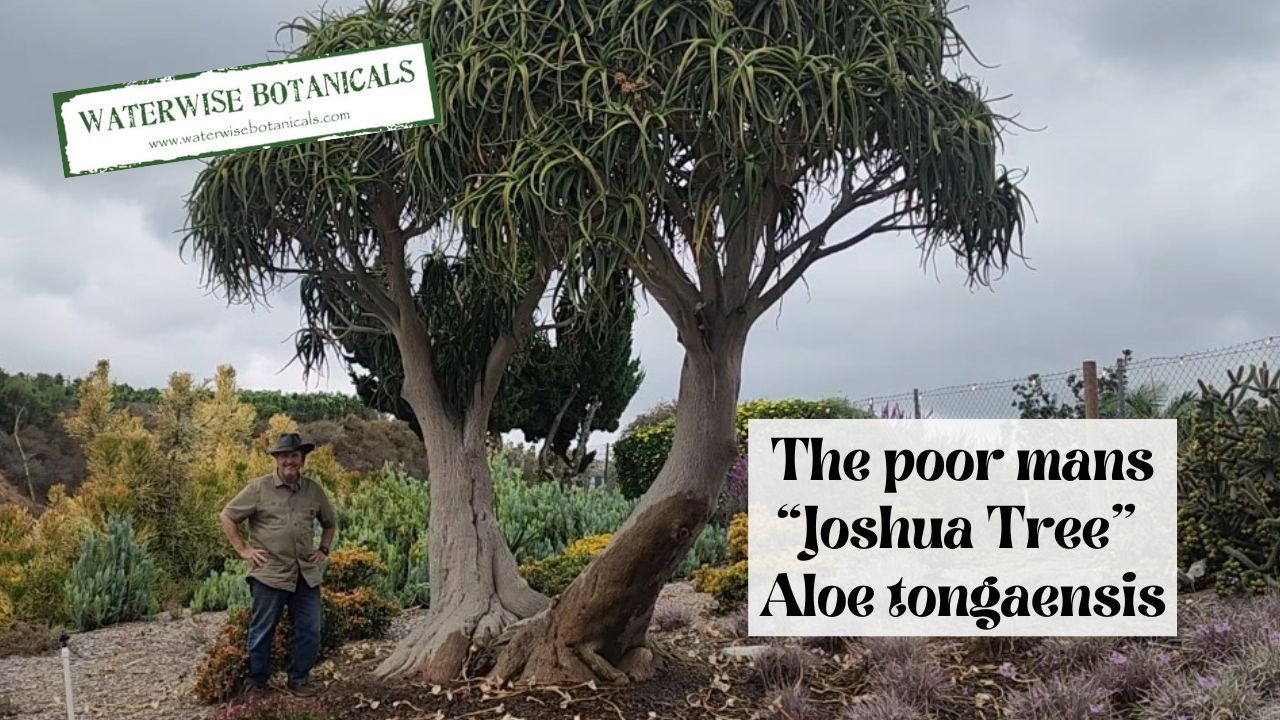 Aloe tongaensis ‘Neanderthaloe’ – The Poor Man’s Joshua Tree!