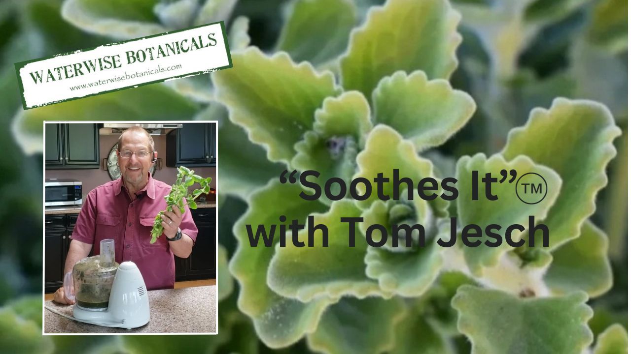 Soothes it™ and "The Comfort Plant" with Tom Jesch