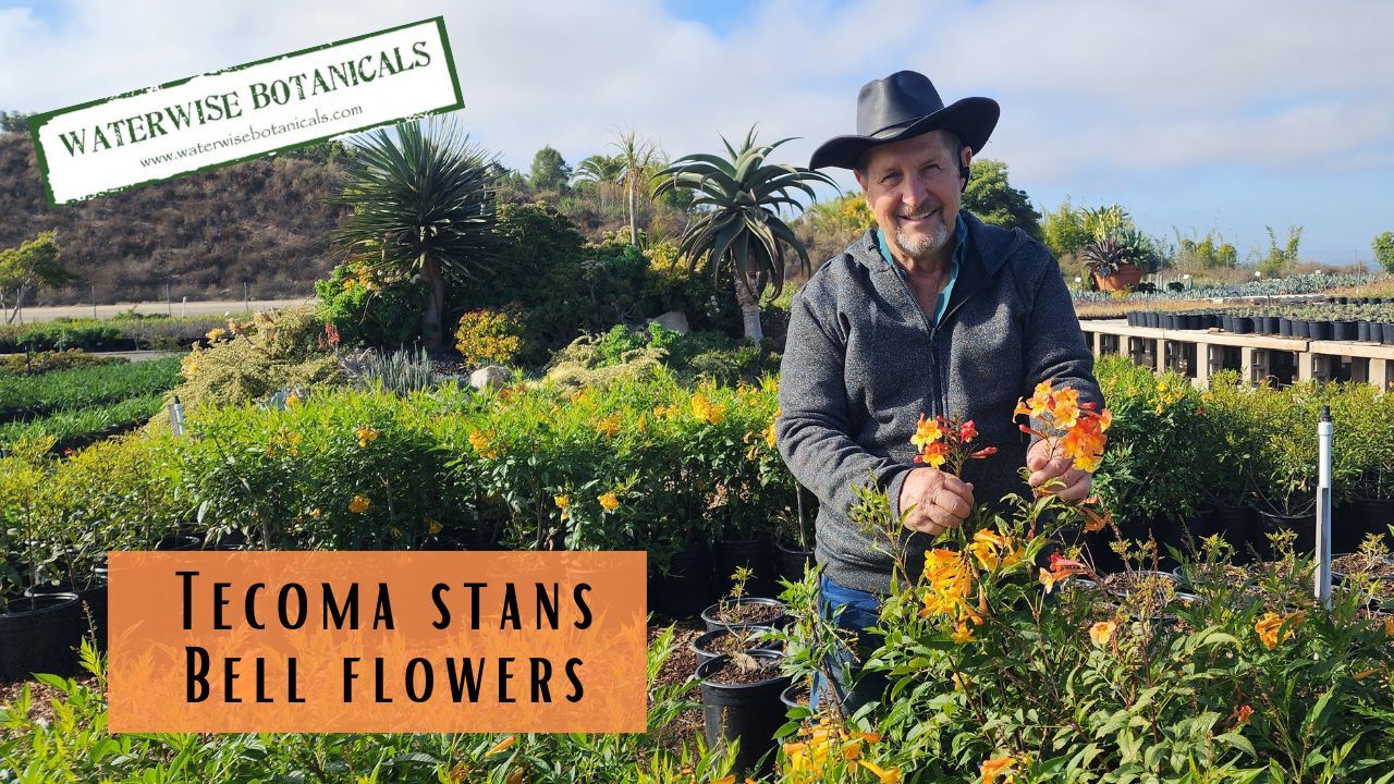 Tecoma stans- bell flowers