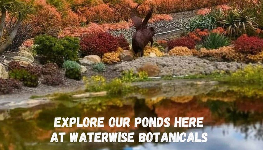 Waterwise Botanicals Ponds