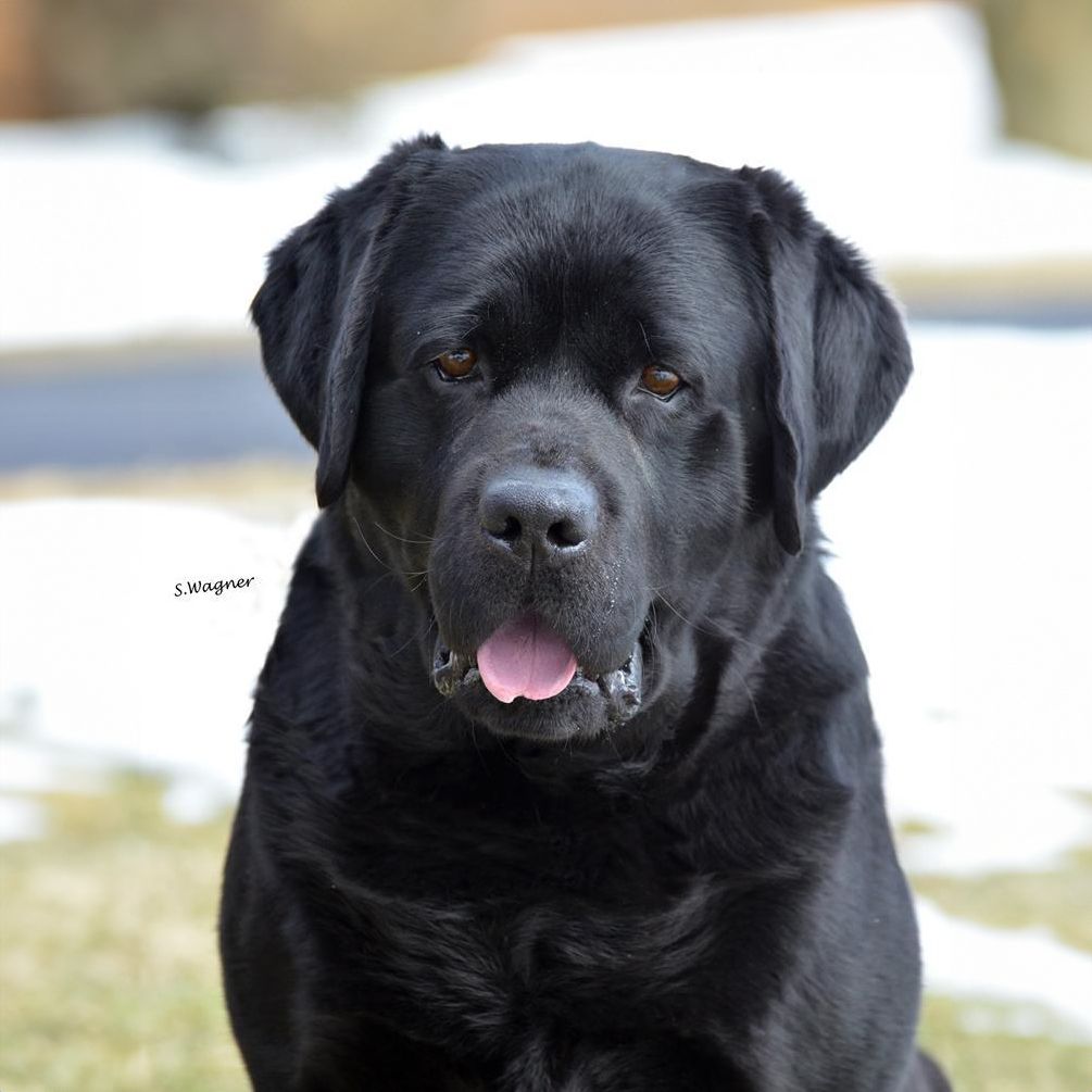 Knollwood Labrador Retrievers: AKC English Labrador Breeder in MA