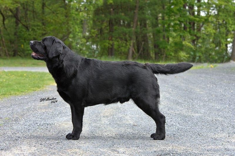 Knollwood Labradors | Memphis | Breckin's Walking In Memphis At Knollwood