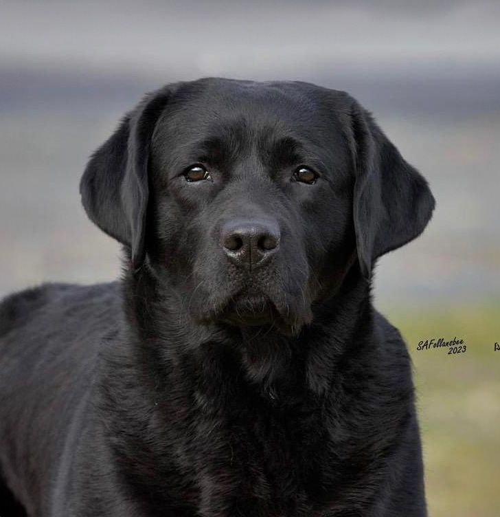 Knollwood Labrador Retrievers: AKC English Labrador Breeder in MA