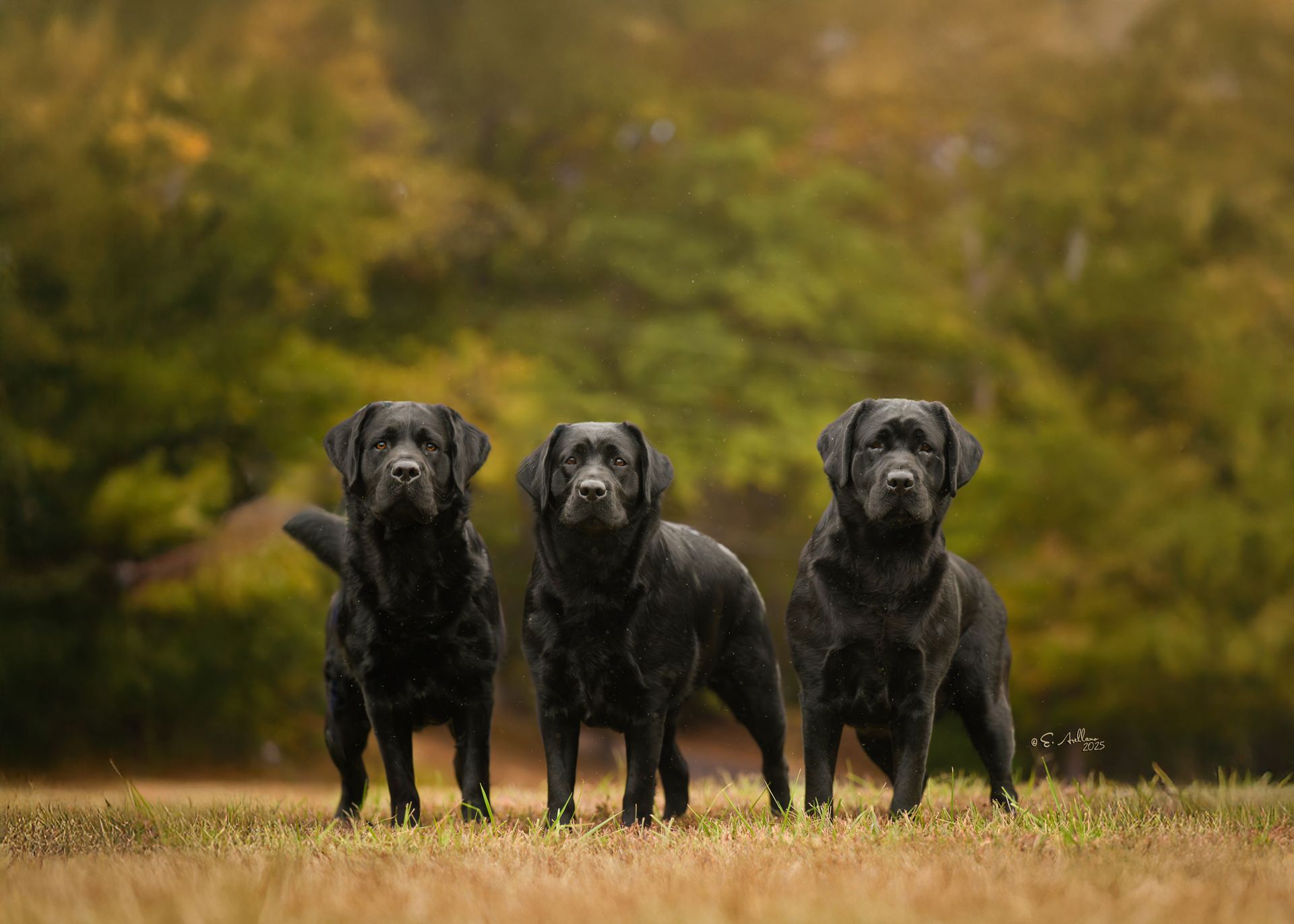 Meet our friendly, happy Labradors at Knollwood