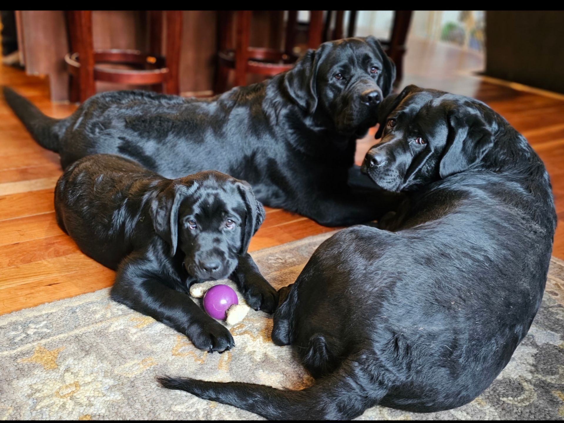 Knollwood Labrador Retrievers: AKC English Labrador Breeder in MA