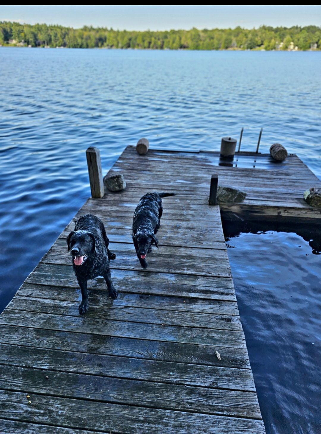 Knollwood Labrador Retrievers: AKC English Labrador Breeder in MA