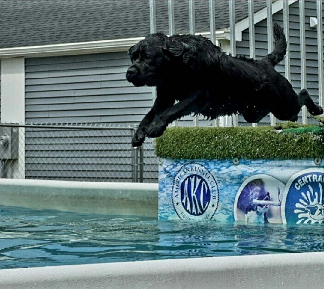 Knollwood Labrador Retrievers: AKC English Labrador Breeder in MA