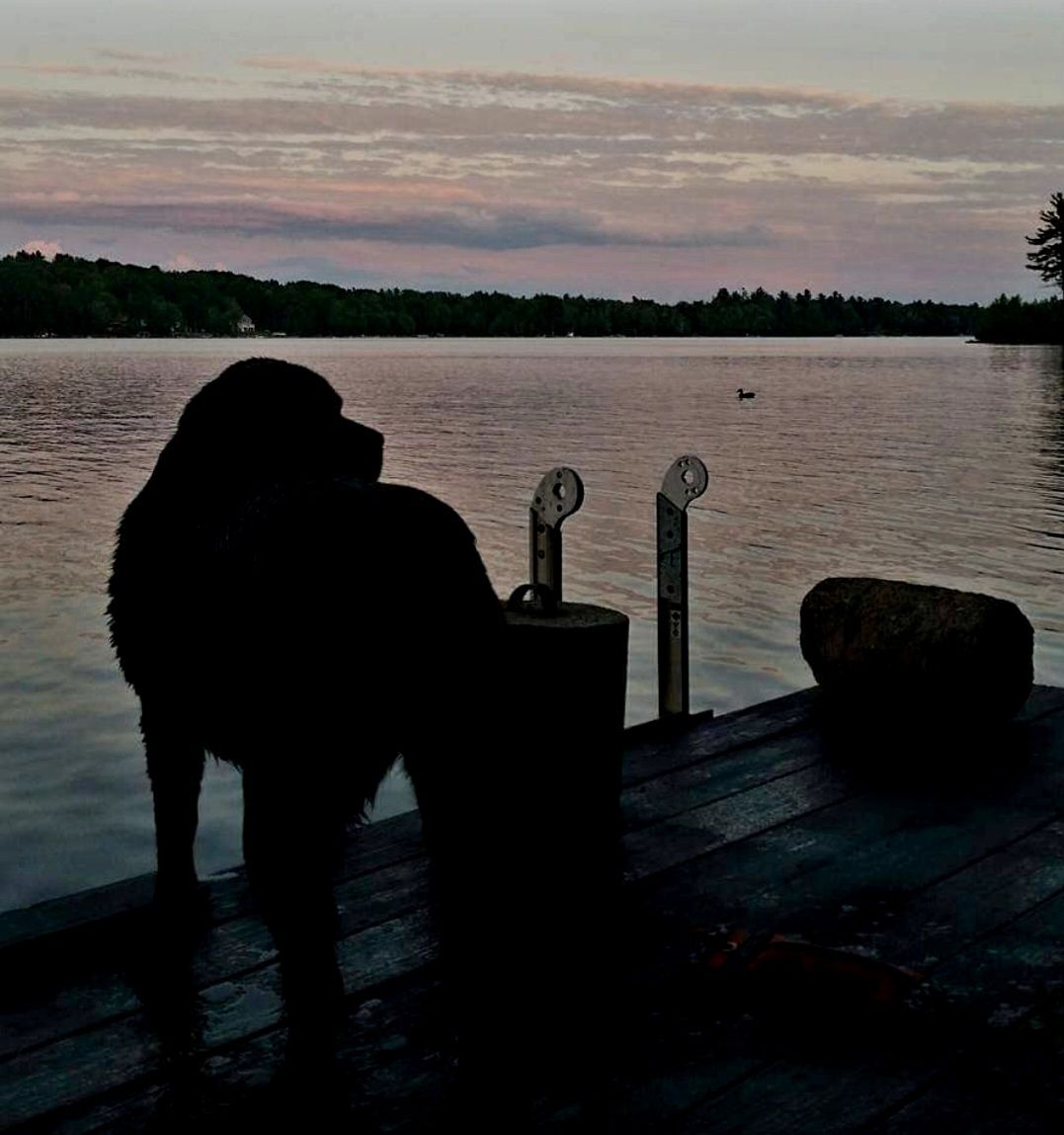 Knollwood Labrador Retrievers: AKC English Labrador Breeder in MA