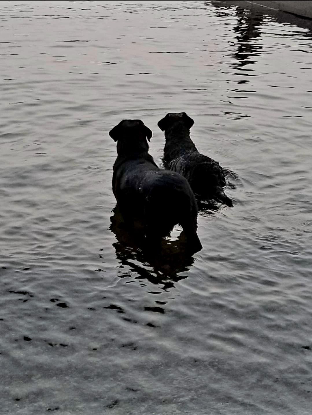 Knollwood Labrador Retrievers: AKC English Labrador Breeder in MA