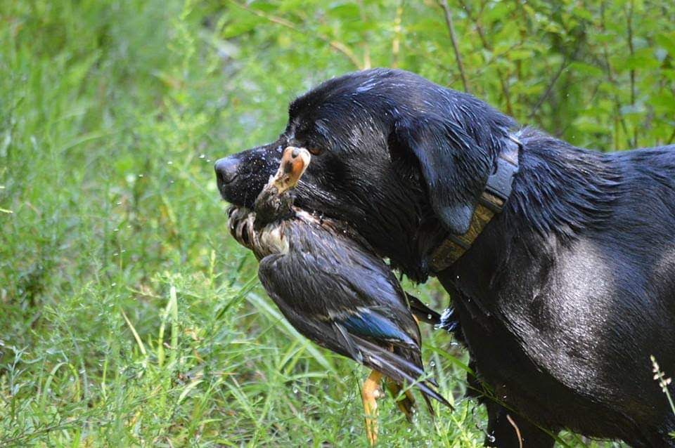 Knollwood Labrador Retrievers: AKC English Labrador Breeder in MA