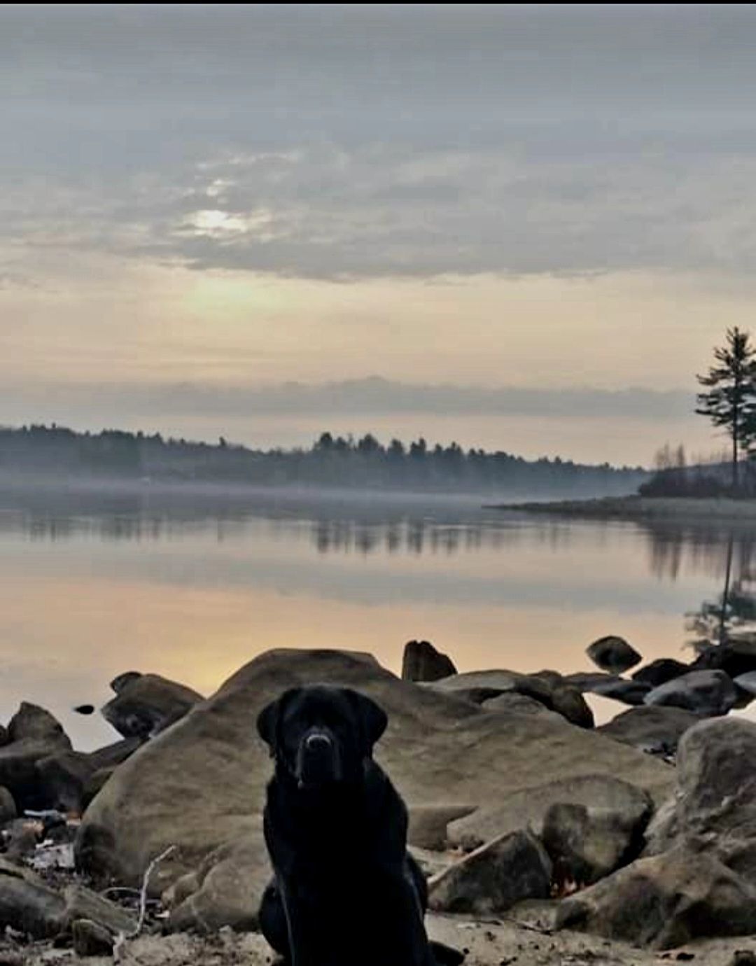 Knollwood Labrador Retrievers: AKC English Labrador Breeder in MA