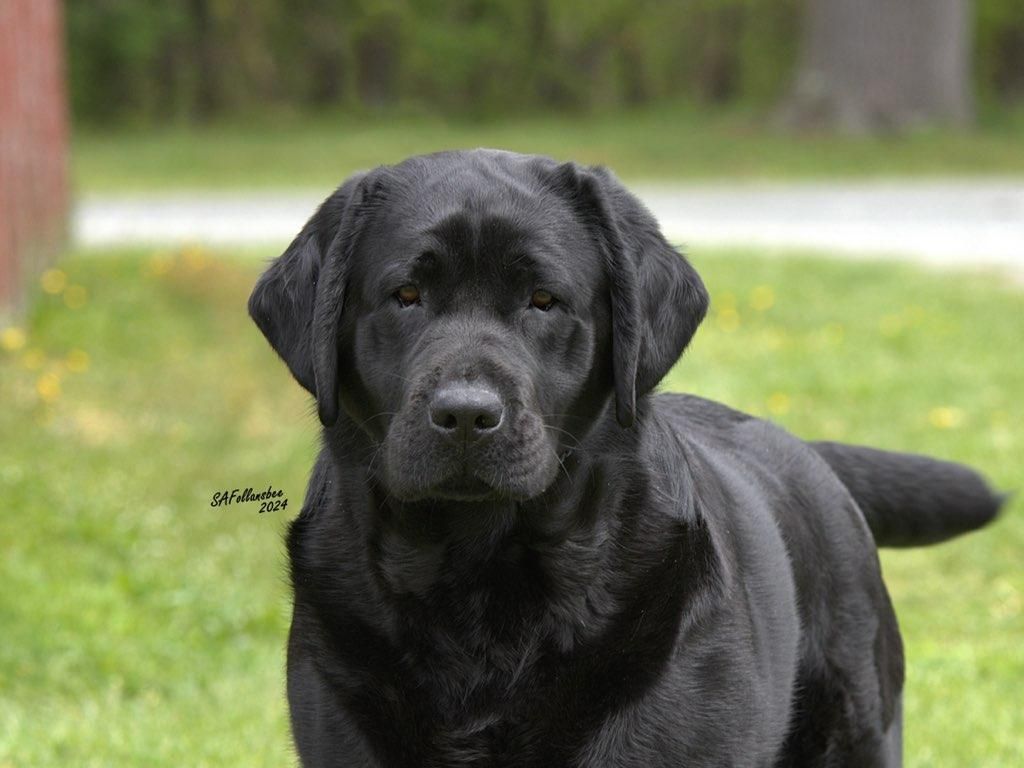 Knollwood Labrador Retrievers: AKC English Labrador Breeder in MA