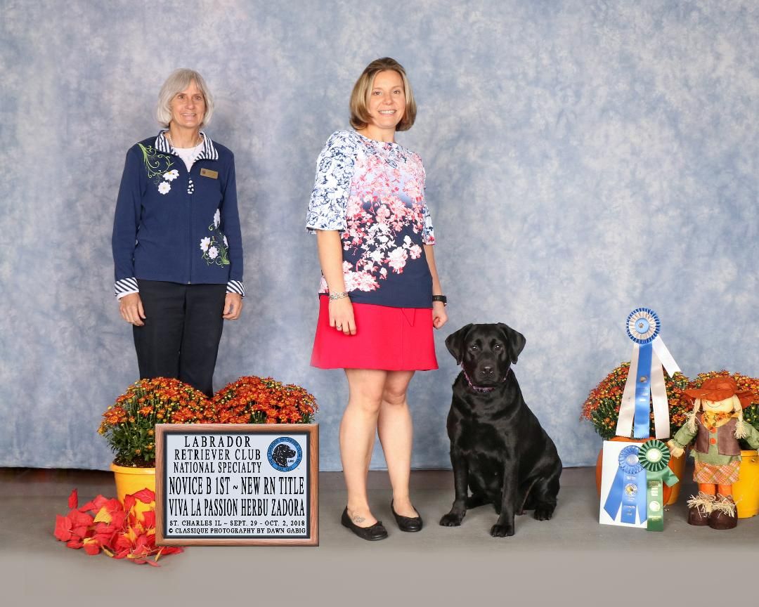 Knollwood Labrador Retrievers: AKC English Labrador Breeder in MA