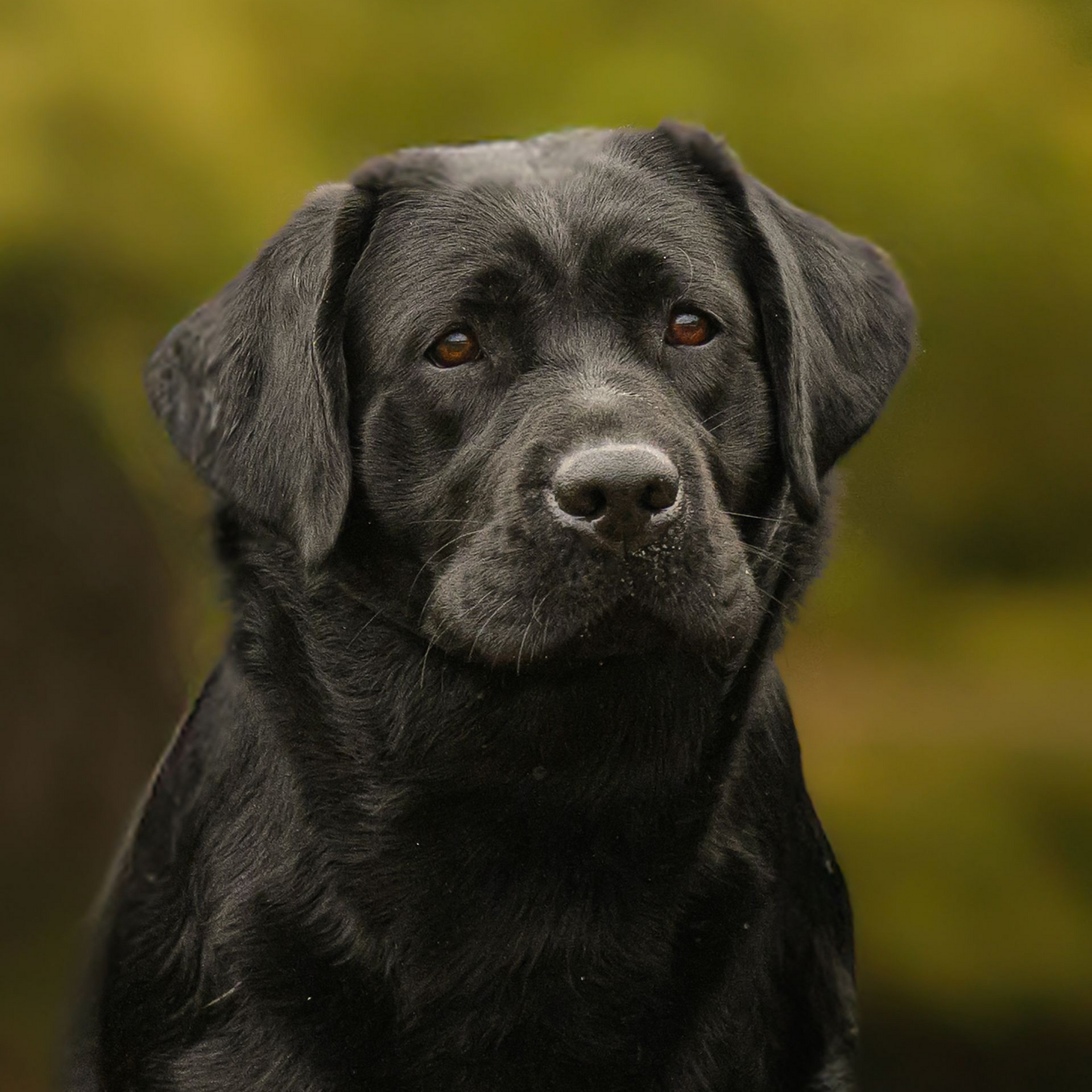 Knollwood Labrador Retrievers: AKC English Labrador Breeder in MA