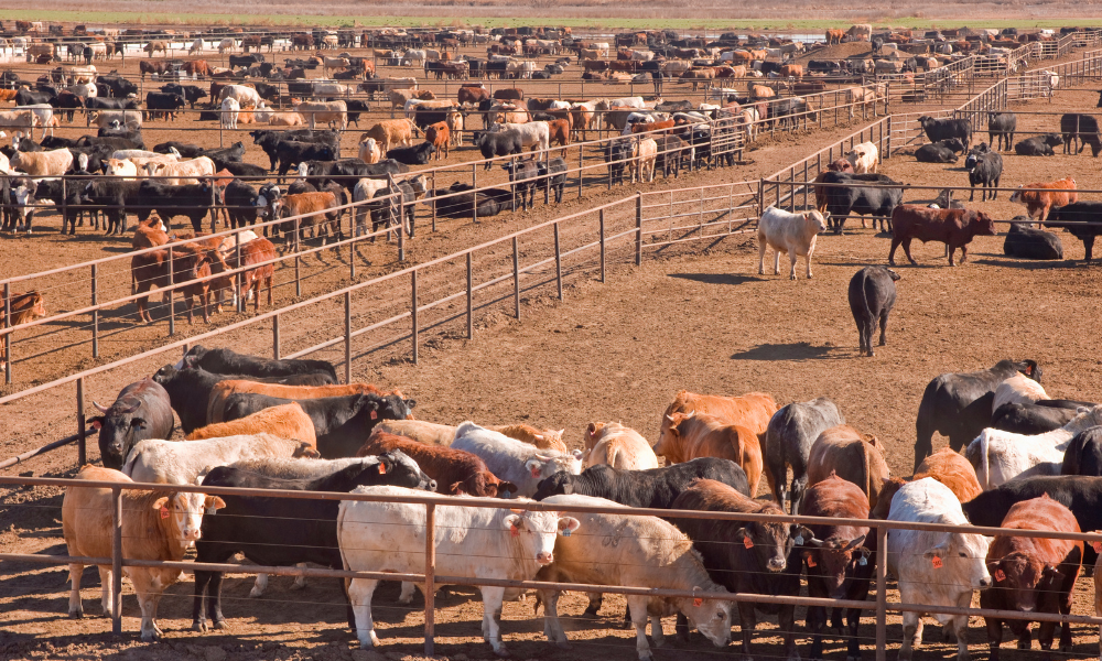 Cattle Feedlot Approvals in Queensland