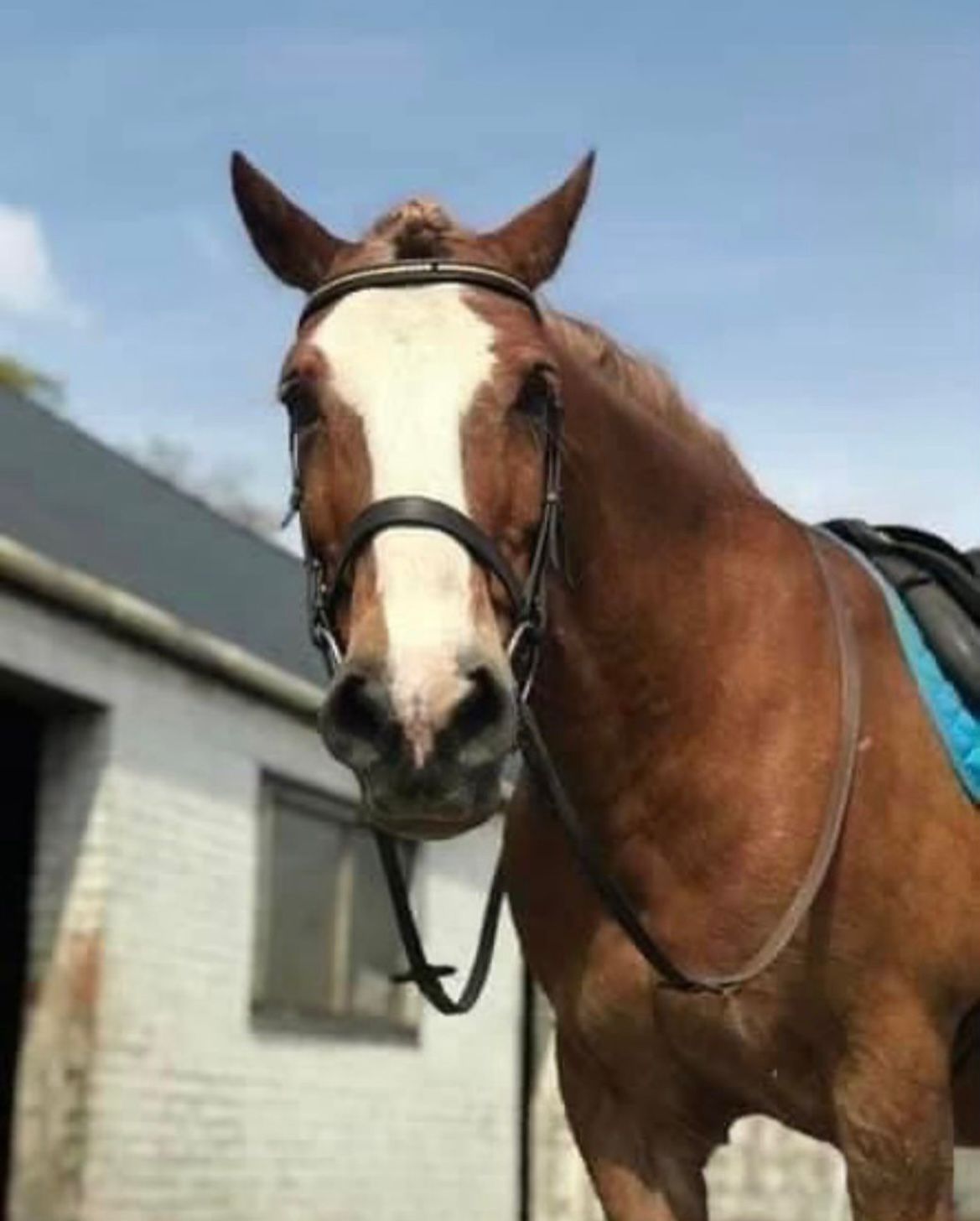 Horse stables | Green Farm Riding Stables