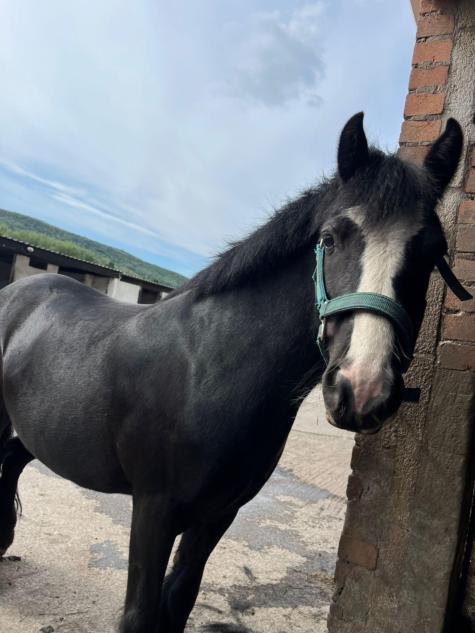 Horse stables | Green Farm Riding Stables